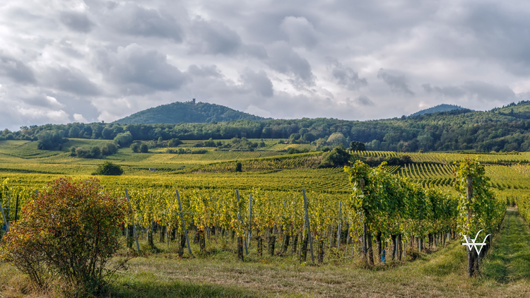 French Vineyard Prices Fall Again in 2025 | Bordeaux Crisis Deepens ...
