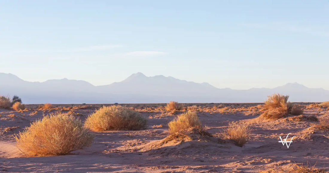 Microbial Terroir: Atacama Desert Vineyard Study Reveals Hidden ...